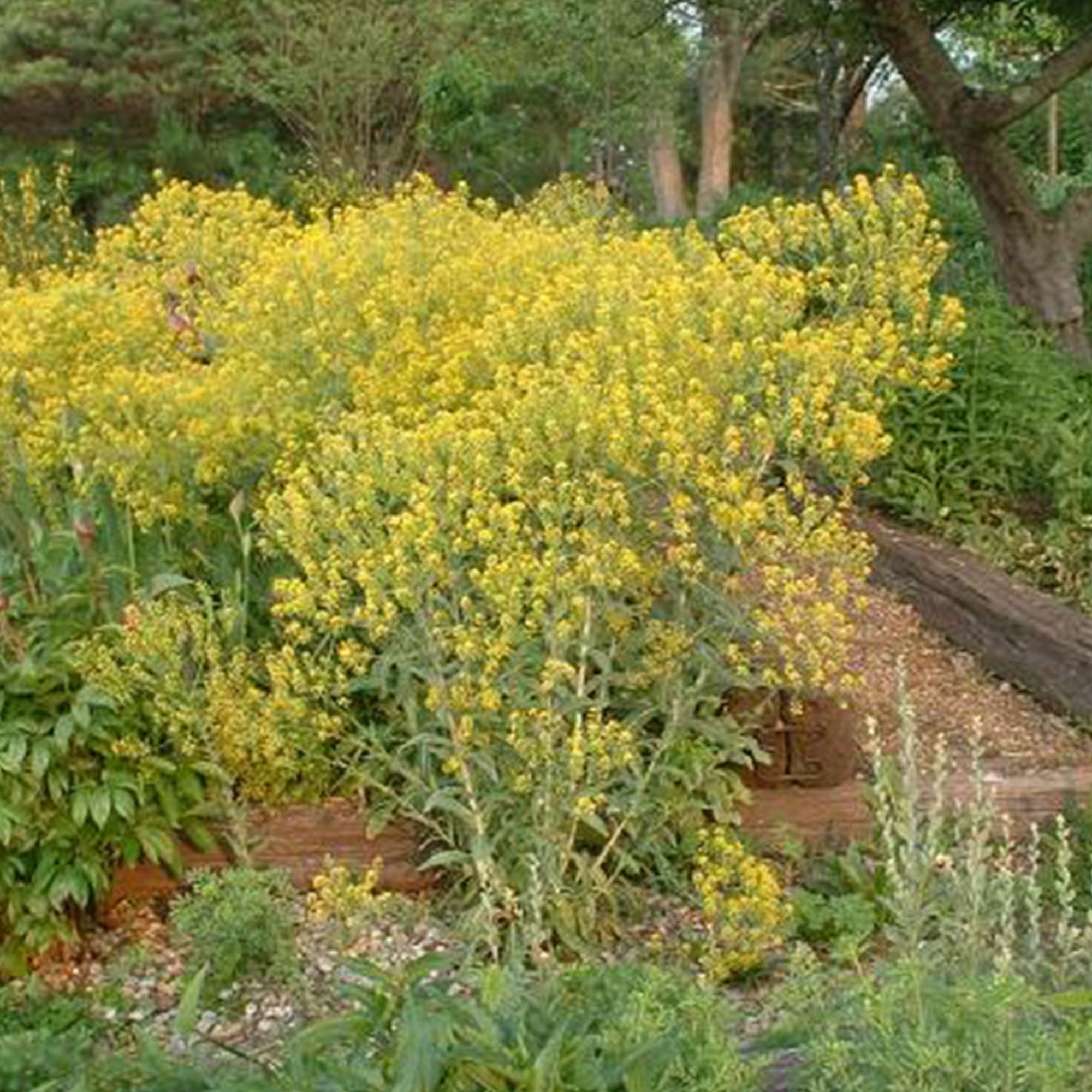 Frozen Seed CapsulesTRDN - Woad (Isatis tinctoria) - Grow Now or Store ...