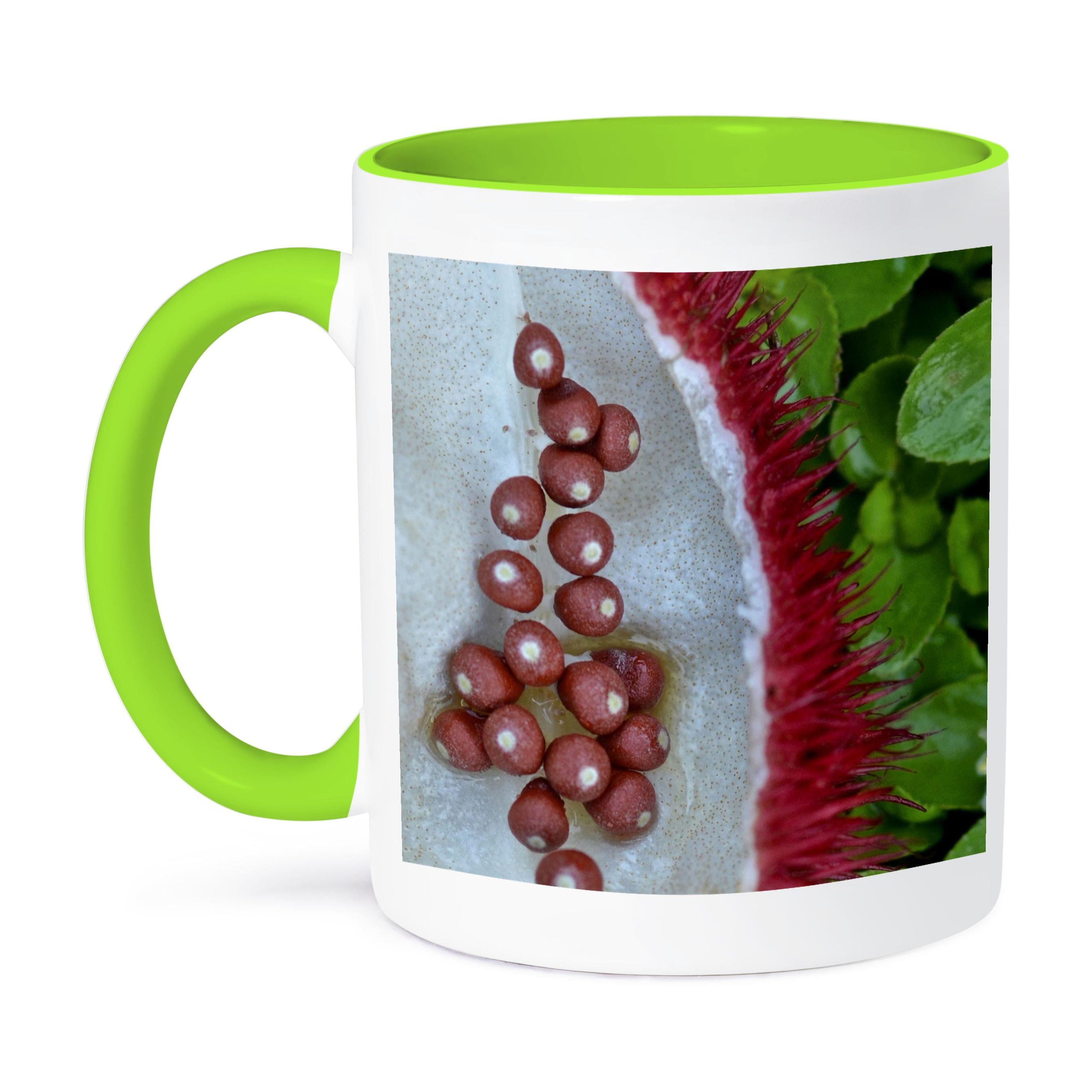 Fruit Capsules And Seeds Of Achiote Or Annatto (Bixa Orellana) , 11oz ...