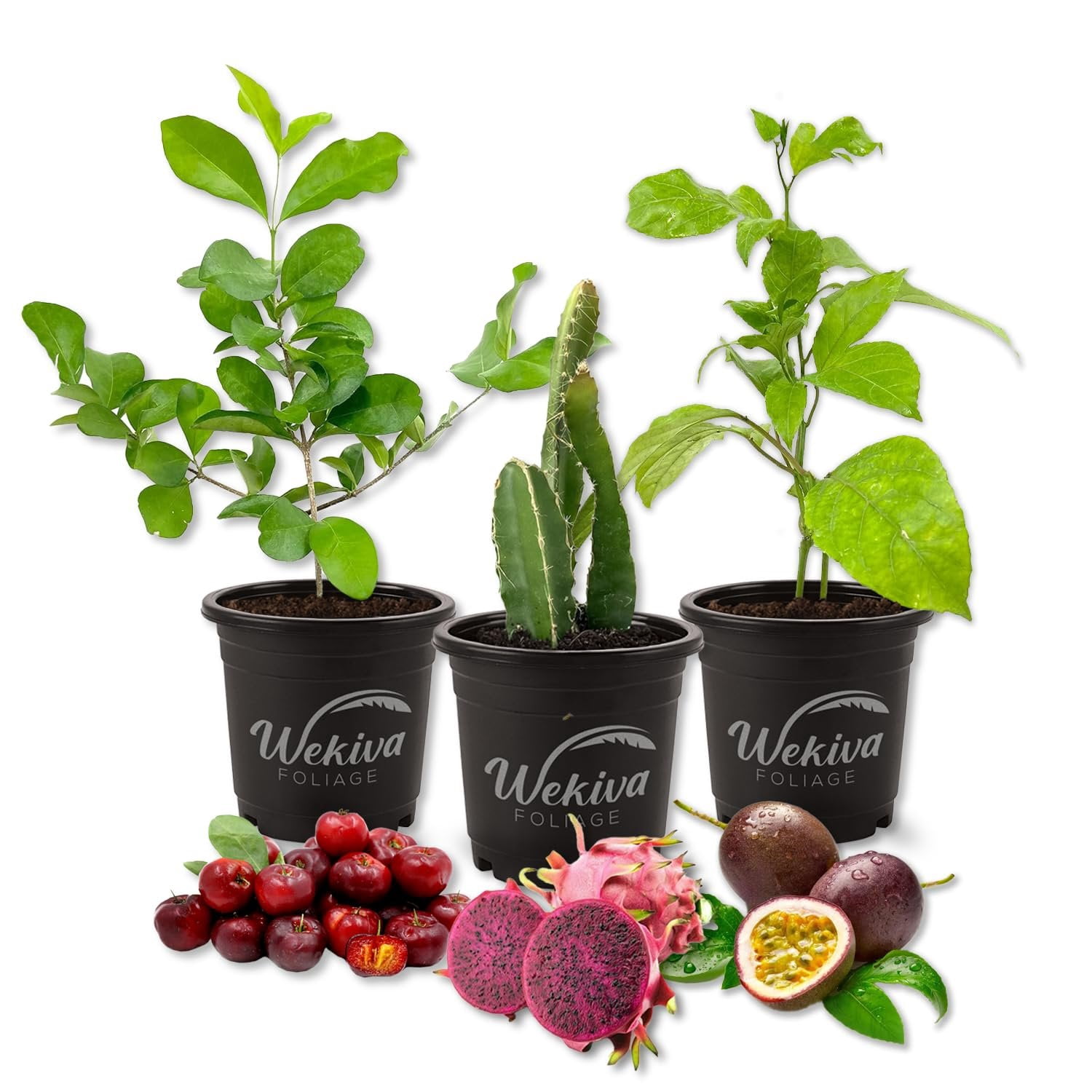 Fruit Fiesta Trio - 3 Live Plants in 4 Inch Pots - One Each of Passion ...