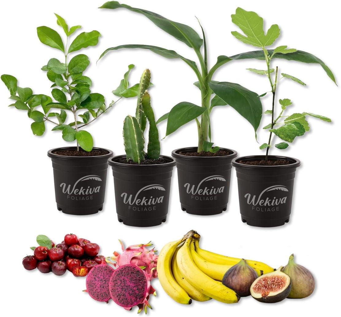 Fruit Fiesta Variety Pack - 4 Live Plants in 4 Inch Pots - One Each of ...