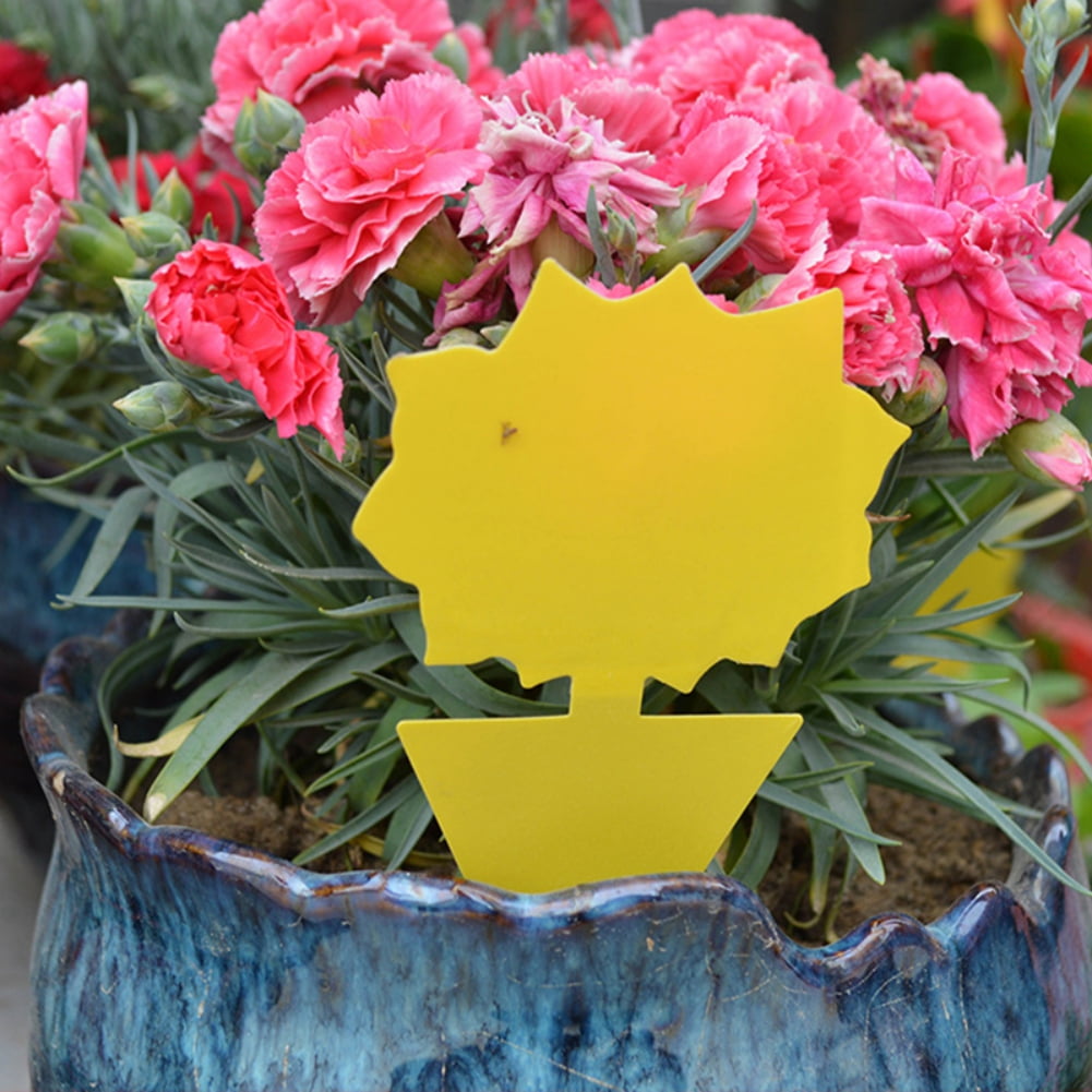 Fruit Fly Sticky Traps Fruit Fly Traps Fungus Gnat Traps Yellow Sticky Bug Traps 30 Pack Non ...