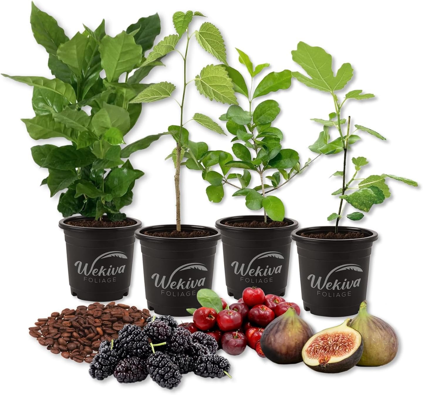 Fruit Fusion Variety Pack - 4 Live Plants in 4 Inch Pots - One Each of ...