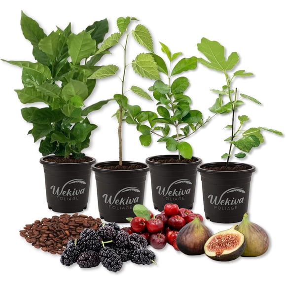 Edible Mulberry Tree