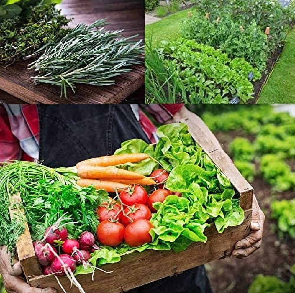 Fruit Garden Seed Kit | Watermelon, Cantaloupe, and Tomato | 50+ Seeds ...