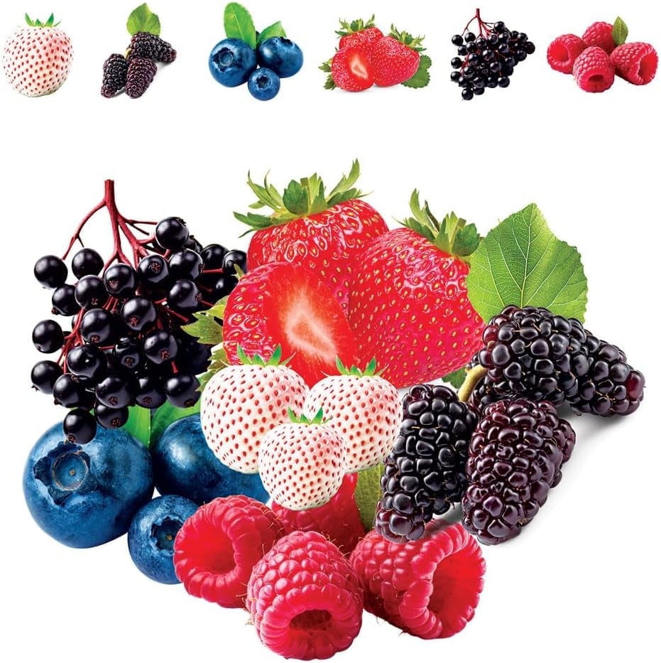 CZ Grain Fruit Garden Seeds Kit, 100 Elderberry, Blueberry, Red ...
