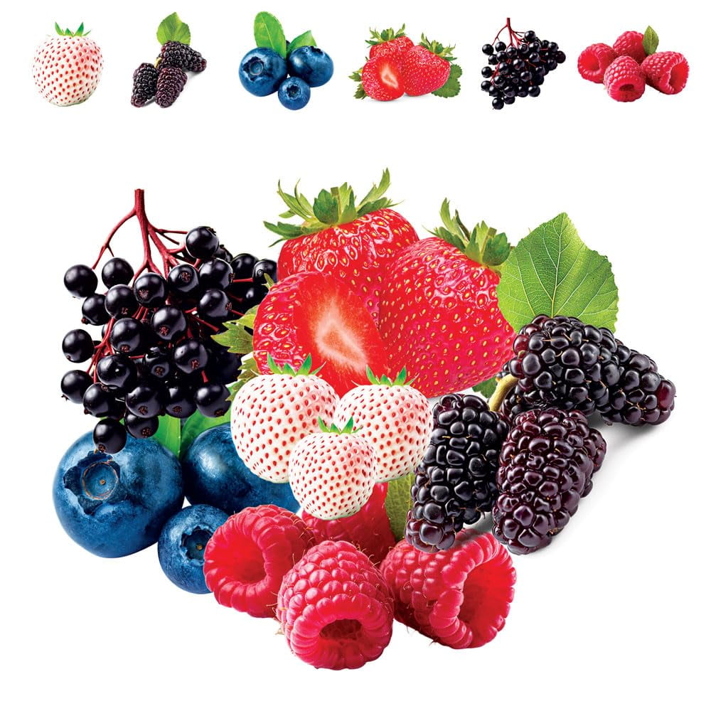 Fruit Garden SeedsUMRT Kit for Growing - Elderberry, Blueberry, Red ...