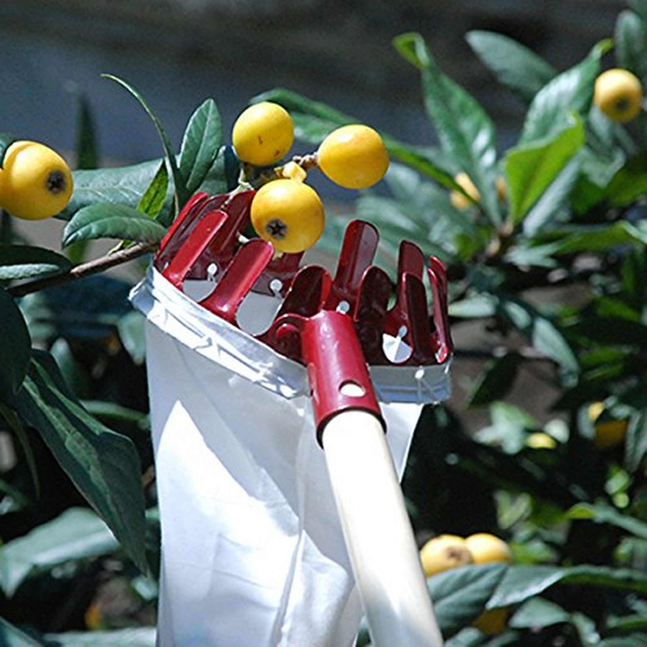 Fruit Harvest Helper Kit for Easy Pear and Peach Picking - Walmart.com