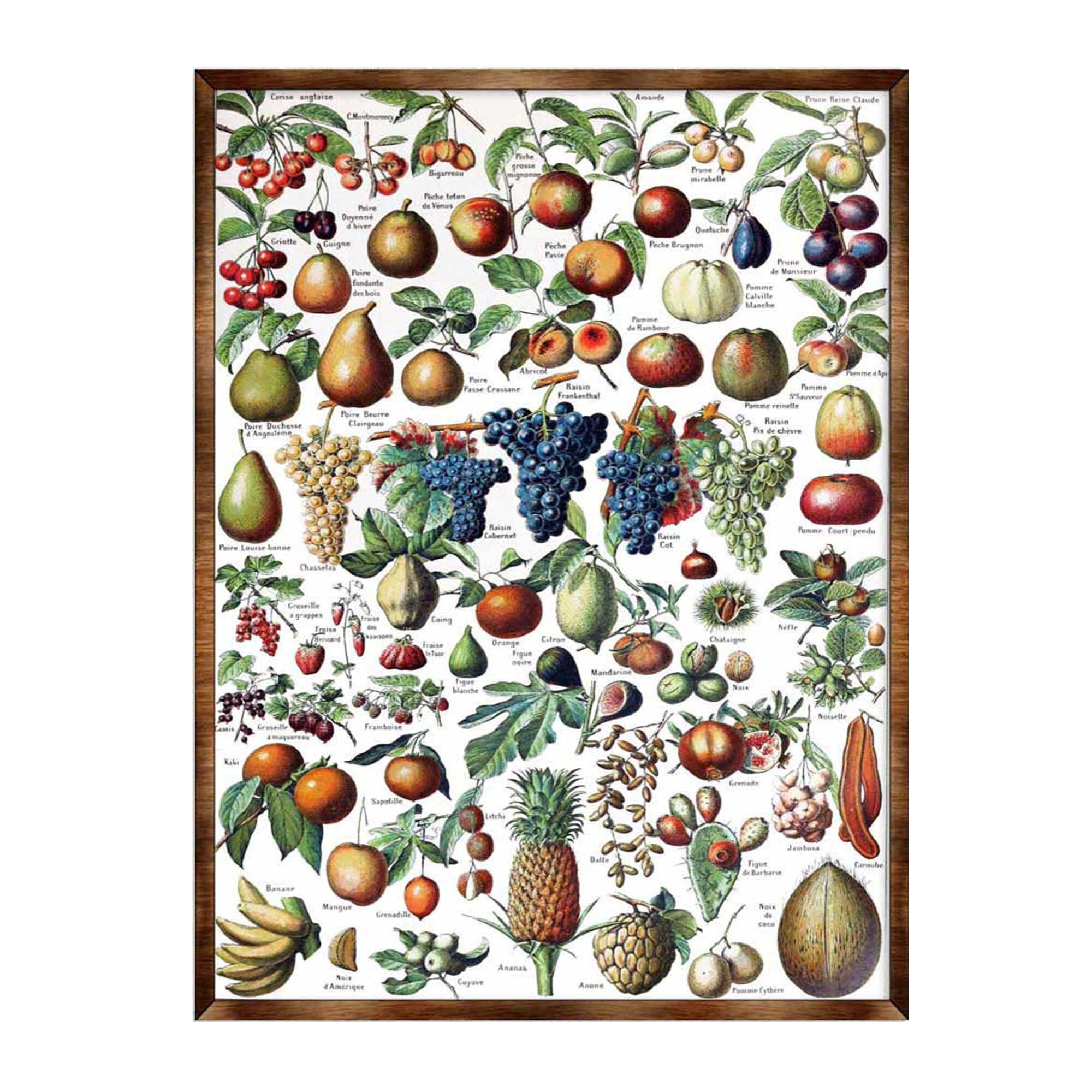 Fruit Montessori Wooden Poster | Homeschool I Educational Poster ...