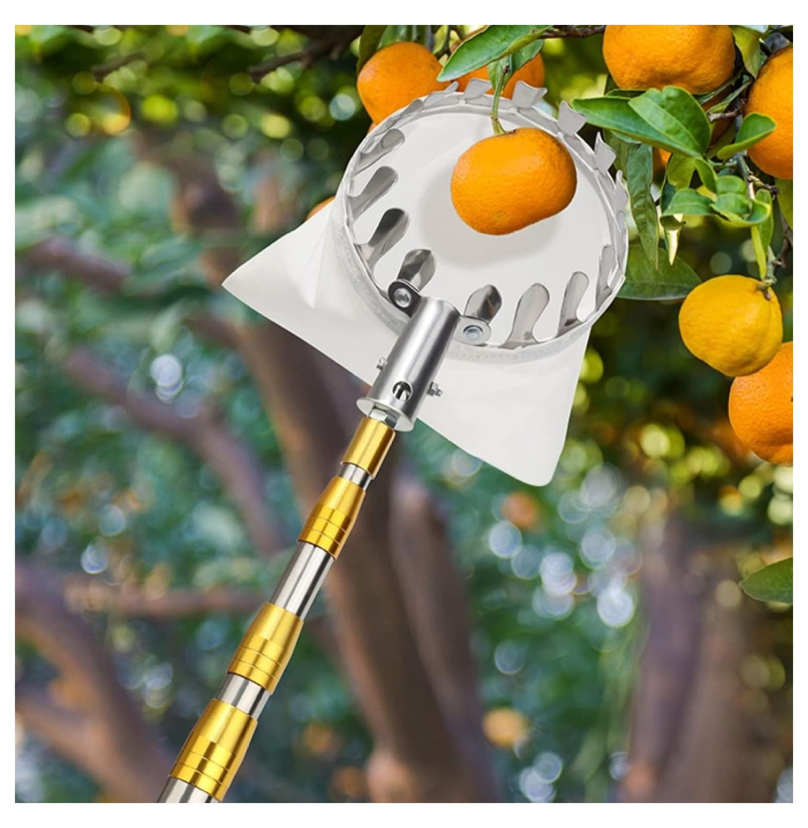 Fruit Picker Fruit Collector with Telescopic Handle Adjustable Fruit ...
