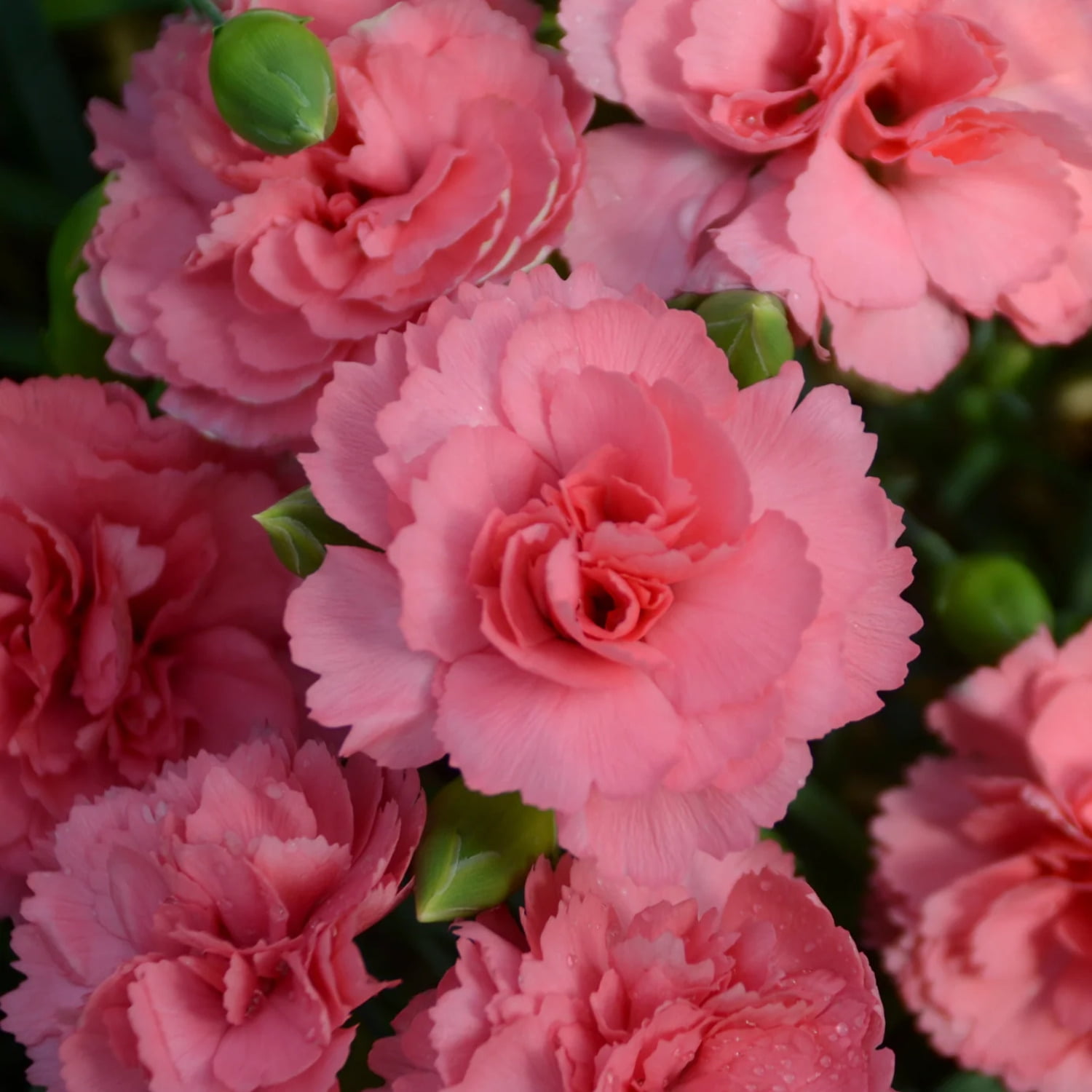 Fruit Punch® Classic Coral Pinks - Walmart.com