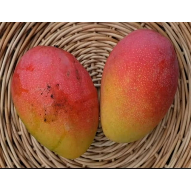 Fruit Punch mango tree GRAFTED 2-4 Ft Tall. Ship To ALL STATES ...