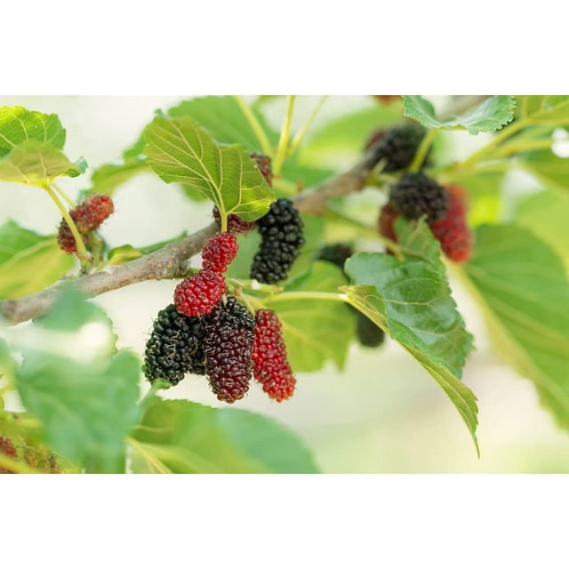 Fruit Seeds for Planting (100+ Mulberry Seeds) - Walmart.com