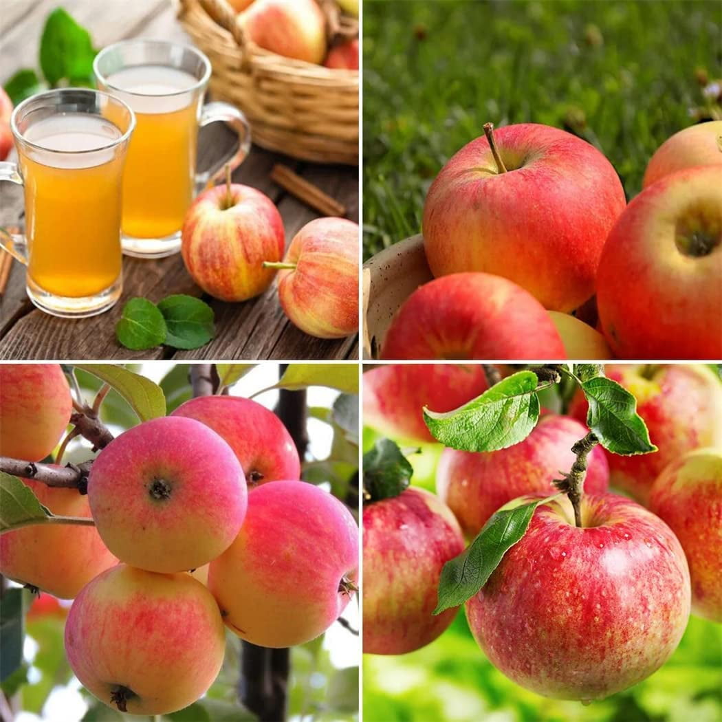 Fruit Seeds for Planting - Garden Fruit Seeds (Apple - 20 Seeds ...