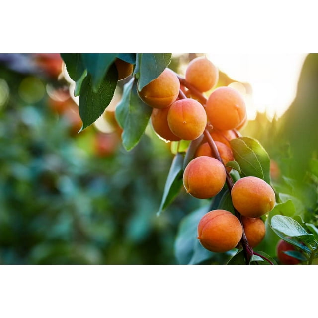 Fruit Seeds for Planting - Garden Fruit Seeds (Apricot - 10 Seeds ...