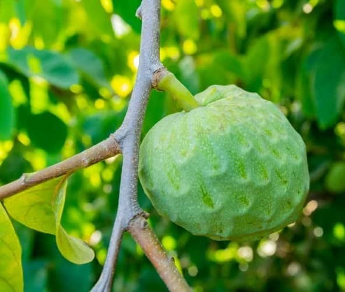 CZ Grain 5 Custard Apple Plant Seeds, Garden Fruit Easy to Grow ...