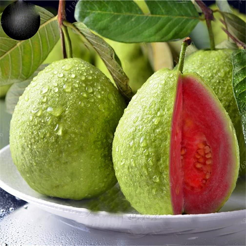 Fruit Seeds for Planting - Garden Fruit Seeds (Guava - 50 Seeds ...