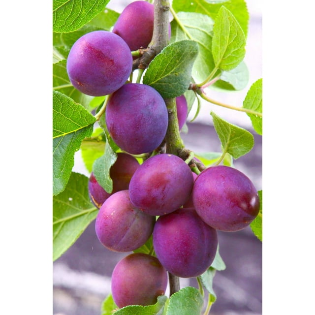 Fruit Seeds for Planting - Garden Fruit Seeds (Plum - 20 Seeds ...