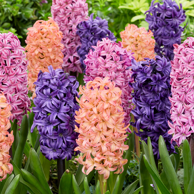 Fruit Smoothie Hyacinth Mix Flower Bulbs - 9 Bulbs per Pack ...