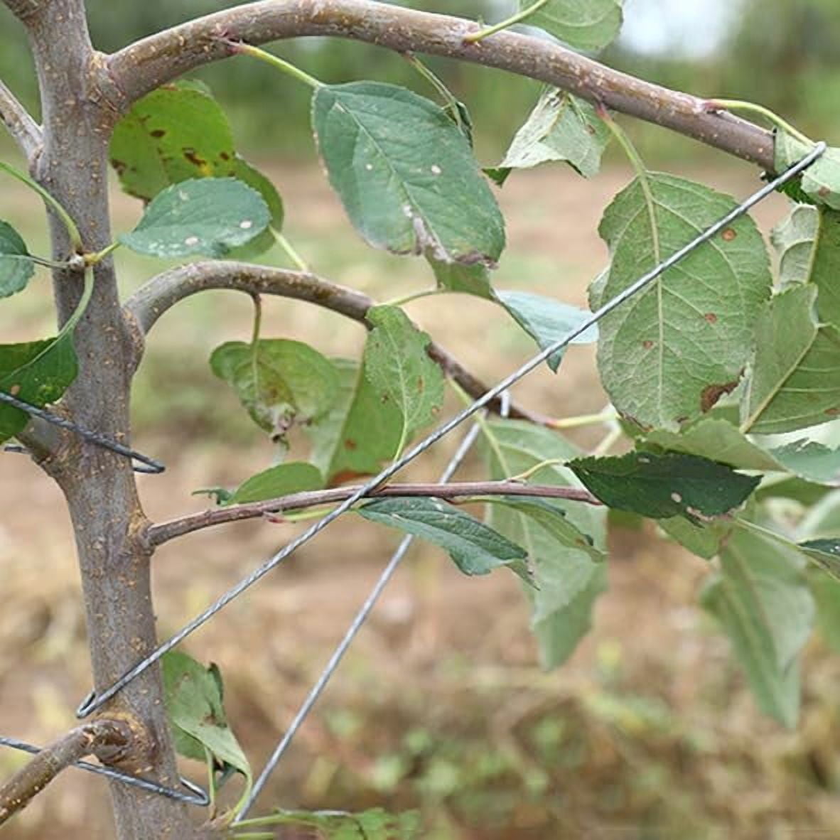 Fruit Tree Branch Spreader 50pcs,16 inch Fruit Tree Limb Spreader ...