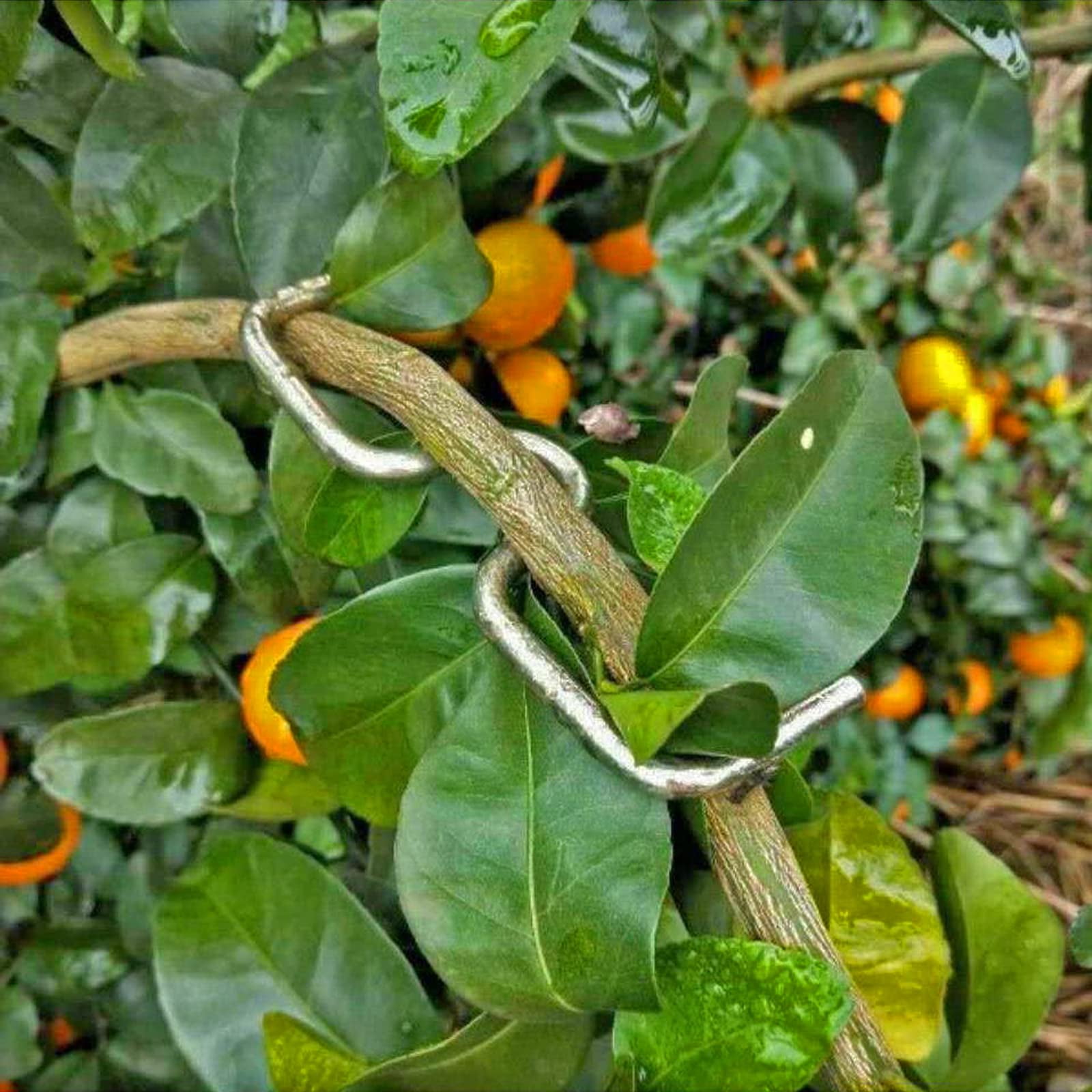 Fruit Tree Spreader,Tree Limb Spreader Bonsai Training Modelling Tool ...