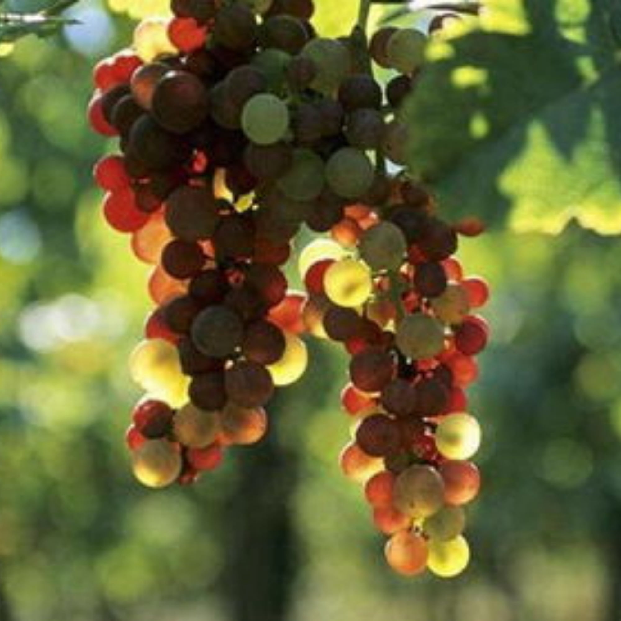 Fruit-bearing grapes – beautiful vine structure, suitable for planting ...