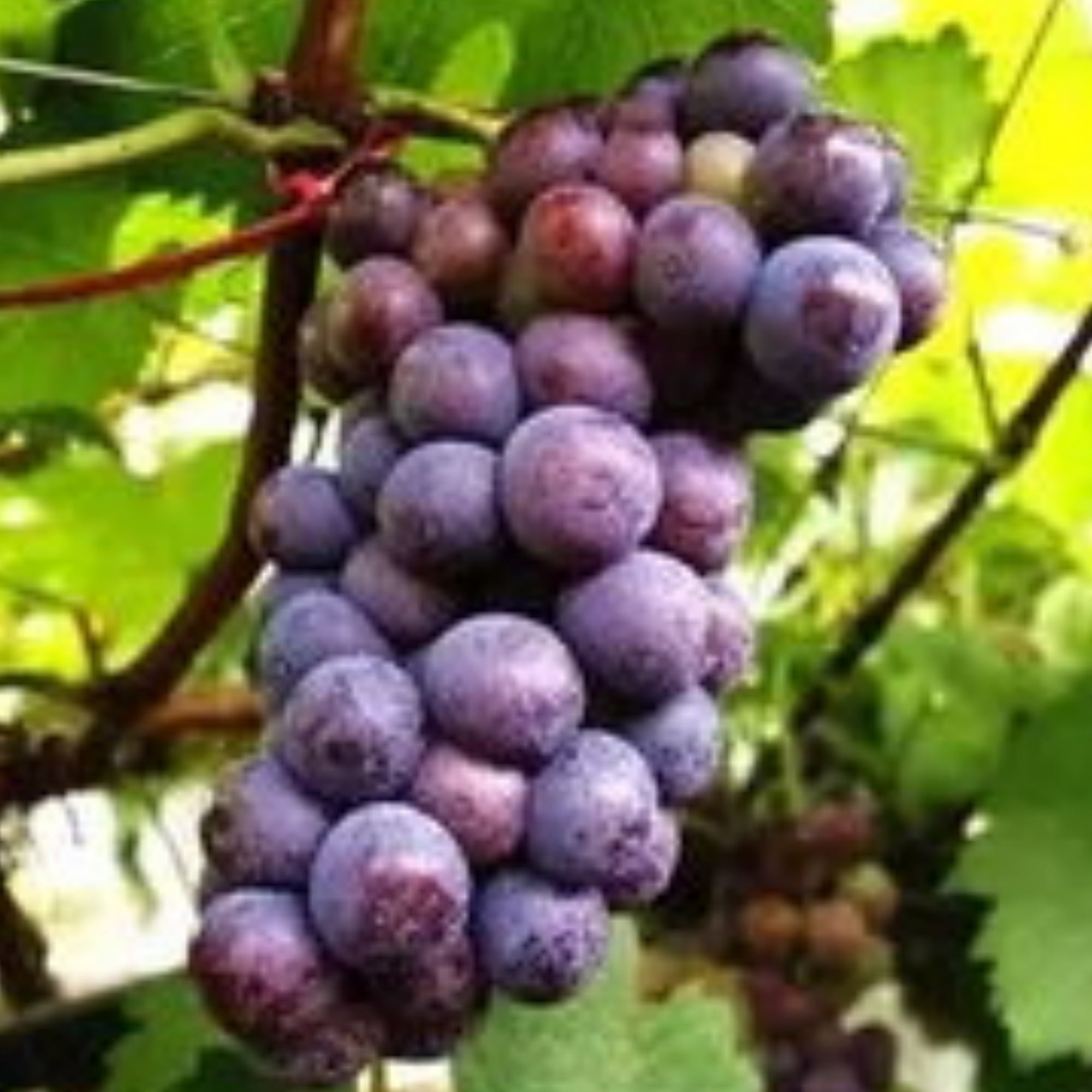 Fruit-bearing grapes – beautiful vine structure, suitable for planting ...