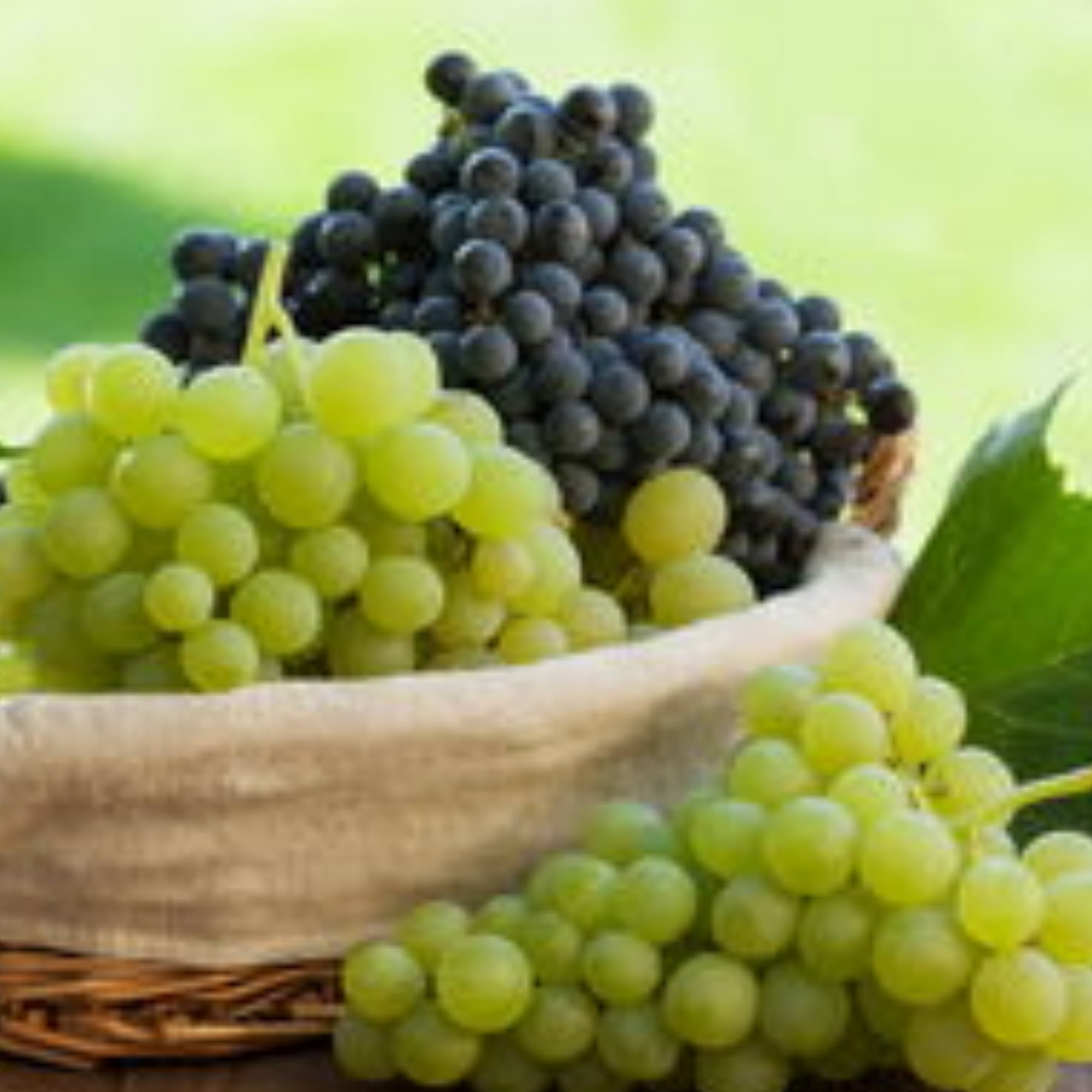 Fruit-bearing grapevine seedlings – perennial vines, suitable for ...