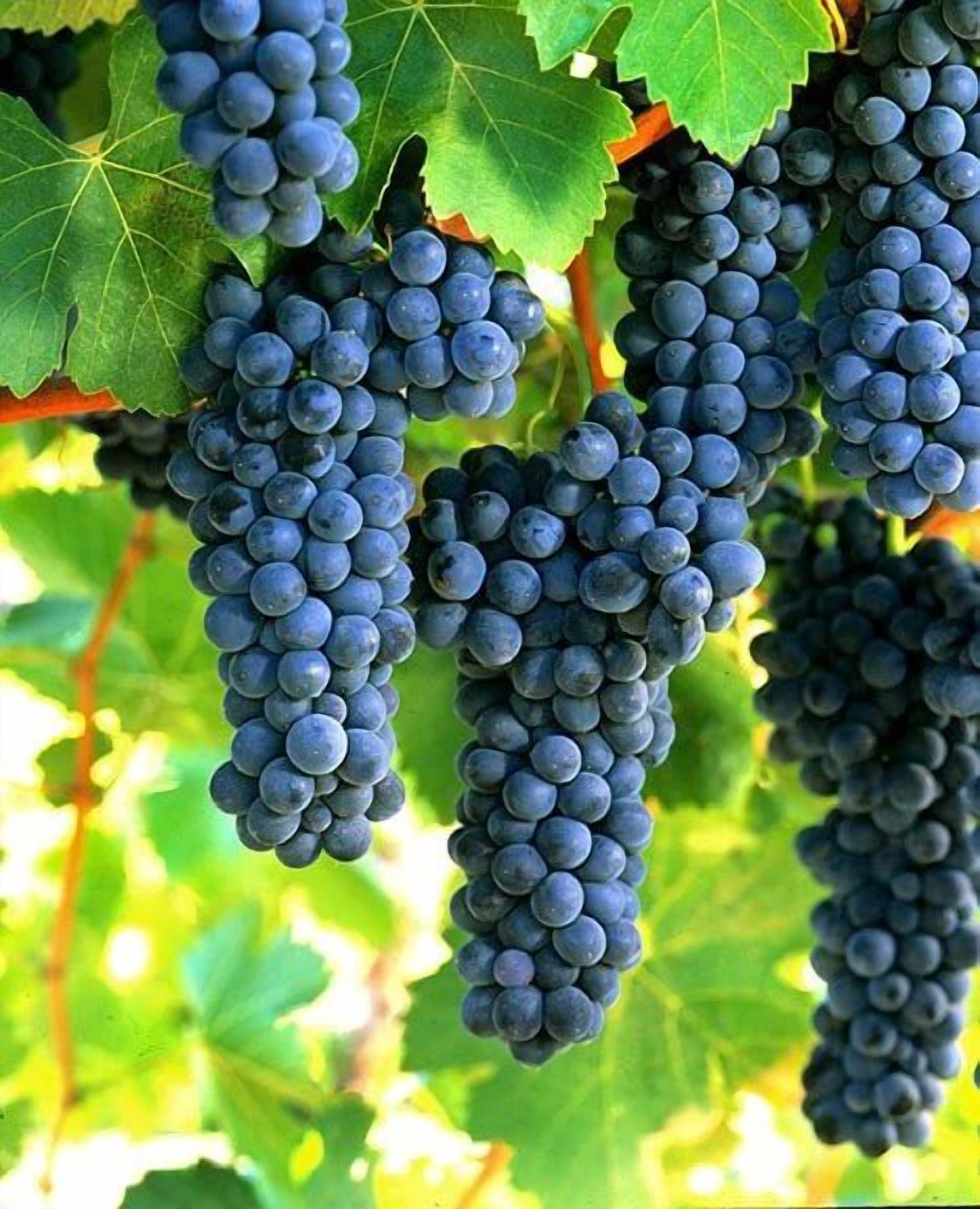 Fruitful Grape, Hardy Perennial Fragrant Garden Decor for Plant Hangers ...