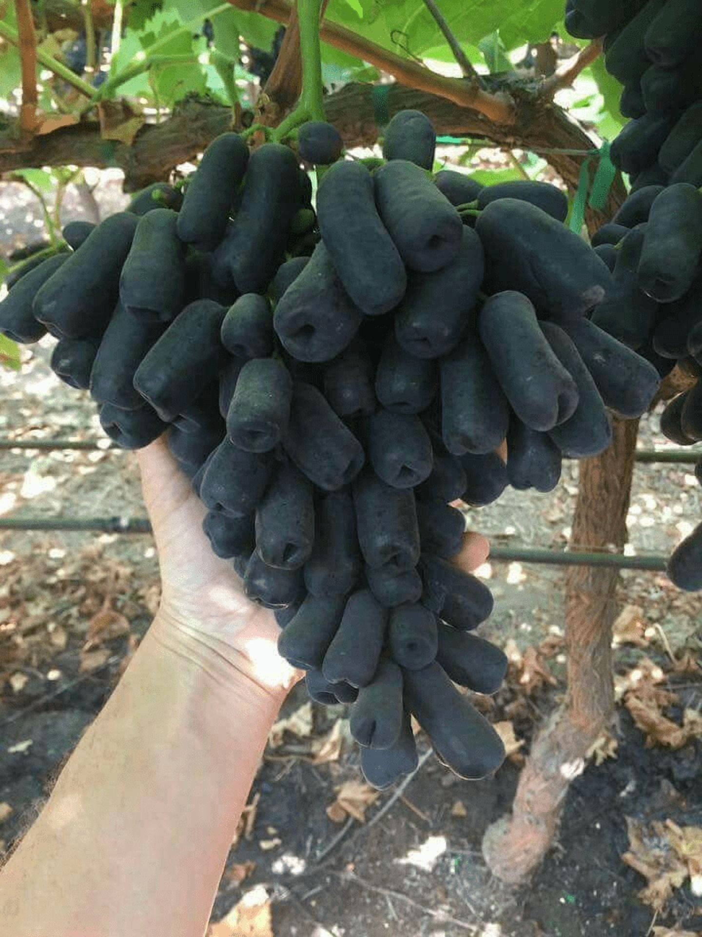 Fruitful Grape, Hardy Perennial Fragrant Garden Decor for Plant Hangers ...