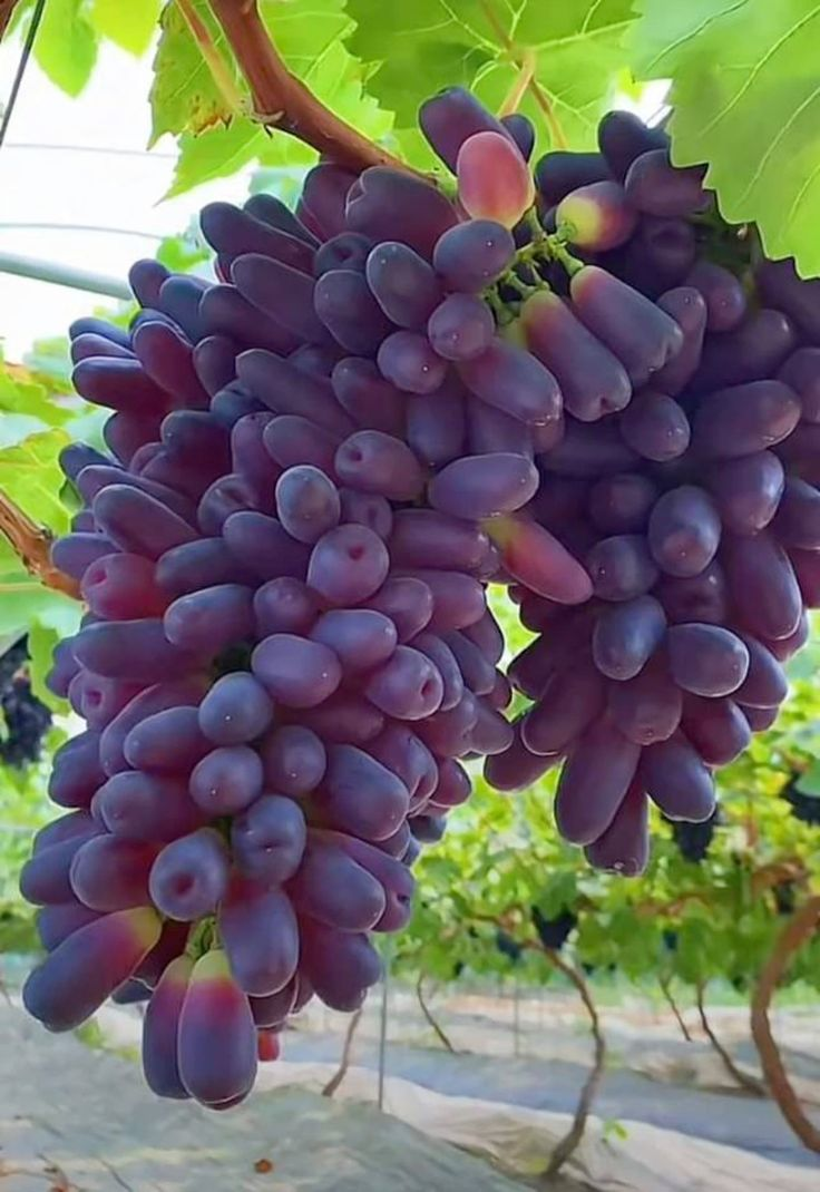 Fruitful Grape, Hardy Perennial Fragrant Garden Decor for Plant Hangers ...