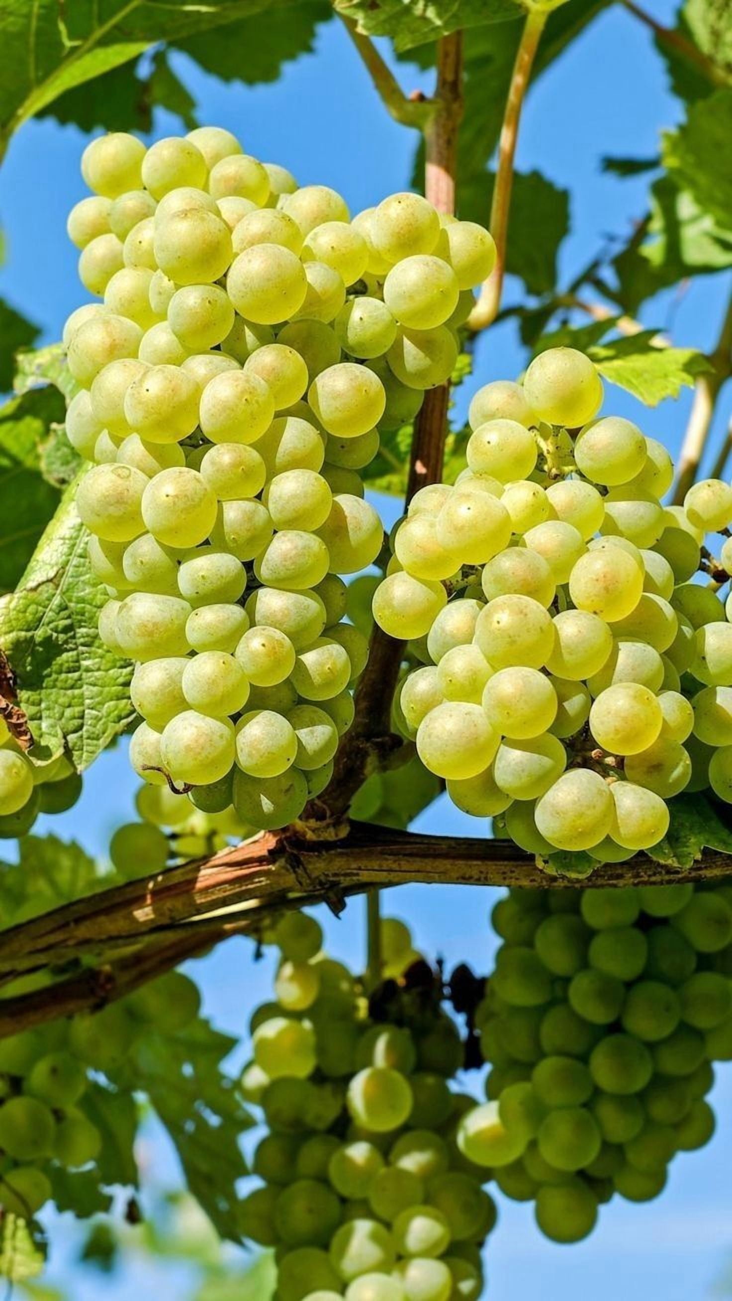 Fruitful Grape, Hardy Perennial Fragrant Garden Decor for Plant Hangers ...