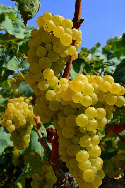 Fruitful Grape, Hardy Perennial Fragrant Garden Decor for Plant Hangers ...