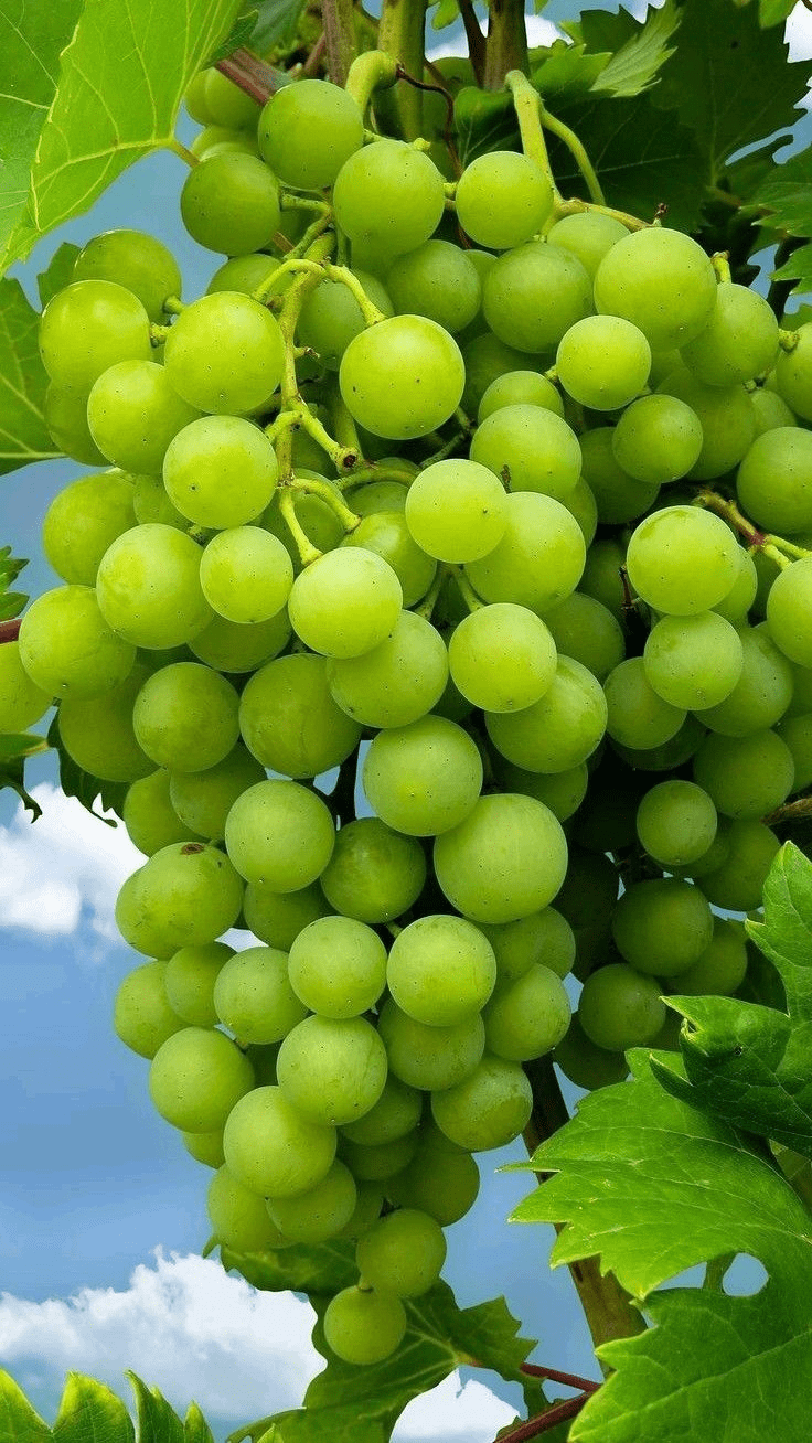 Fruitful Grape, Hardy Perennial Fragrant Garden Decor for Plant Hangers ...