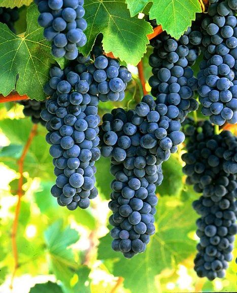 Fruitful Grape, Hardy Perennial Fragrant Garden Decor for Plant Hangers ...