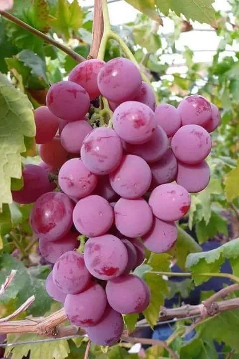 Fruitful Grape, Hardy Perennial Fragrant Garden Decor for Plant Hangers ...