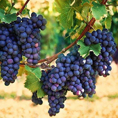 Fruitful Grape, Hardy Perennial Fragrant Garden Decor for Plant Hangers ...