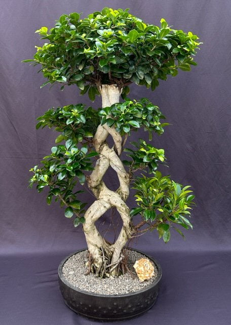 Fruiting Green Emerald Ficus Bonsai Tree Braided Trunk (ficus ...