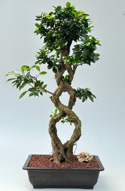 Fruiting Green Emerald Ficus Bonsai Tree Braided Trunk (ficus ...