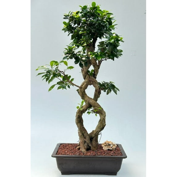 Fruiting Green Emerald Ficus Bonsai Tree Braided Trunk (ficus ...