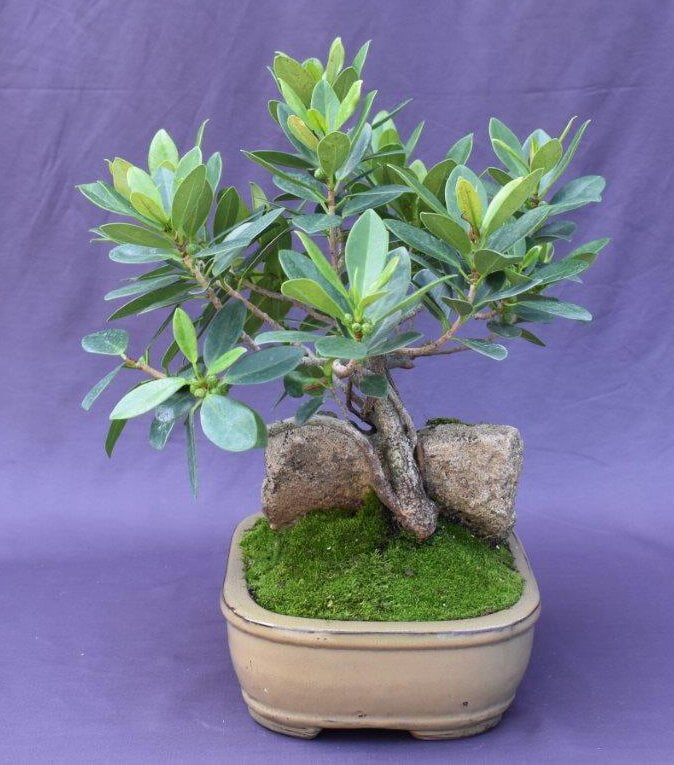 Fruiting Green Emerald Ficus Bonsai Tree Root Over Rock (ficus ...