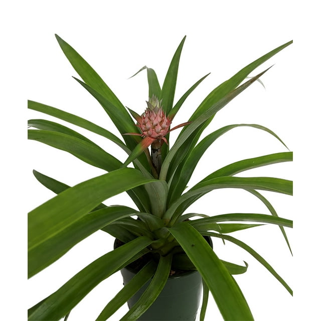 "Indoor/Outdoor Fruiting Pineapple Plant - Ananas comosus - Easy to ...