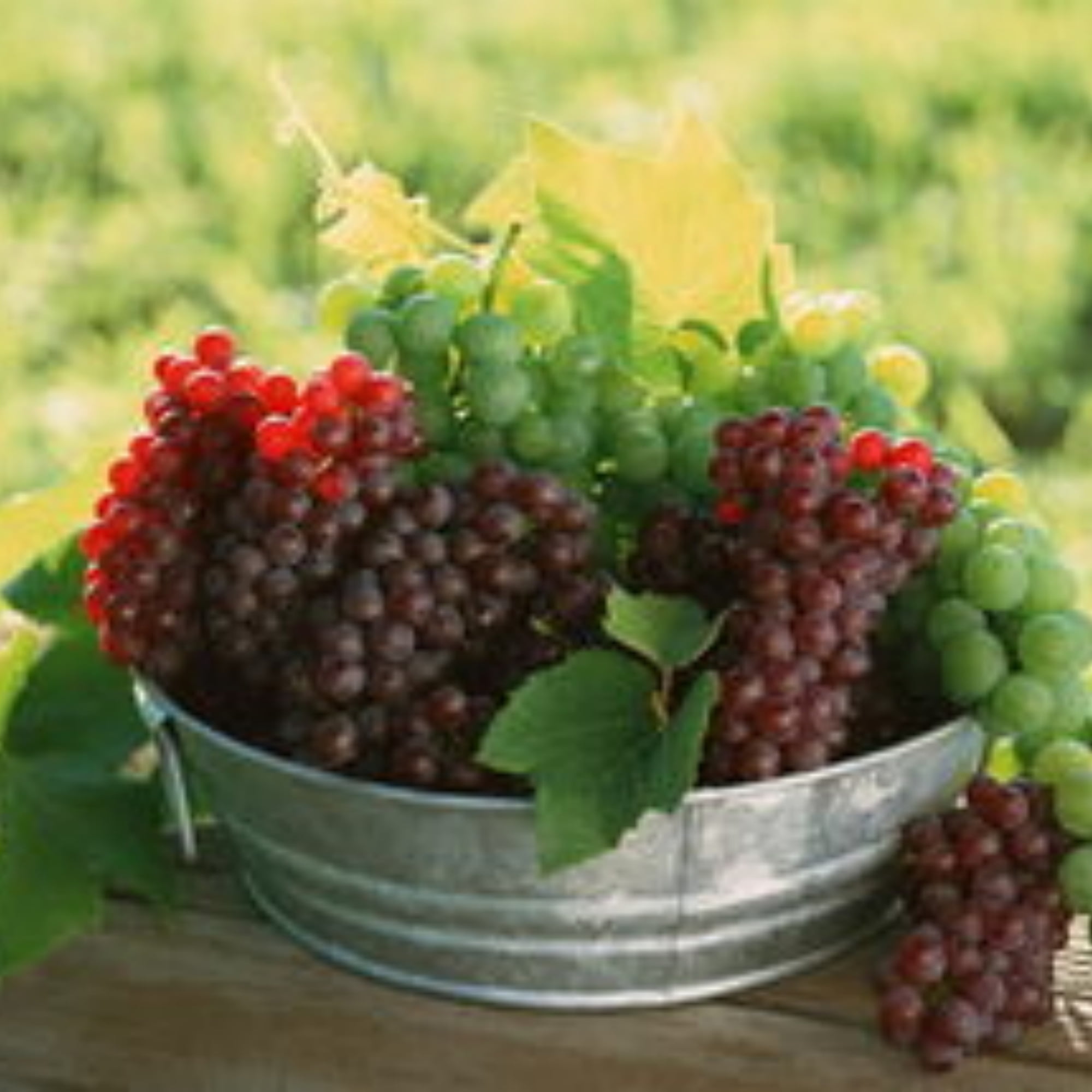 Fruiting vines – perennial vines, suitable for balconies and gardens ...