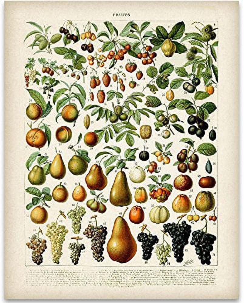 Fruits Botanical in French Art Print - 11x14 Unframed Art Print - Great ...