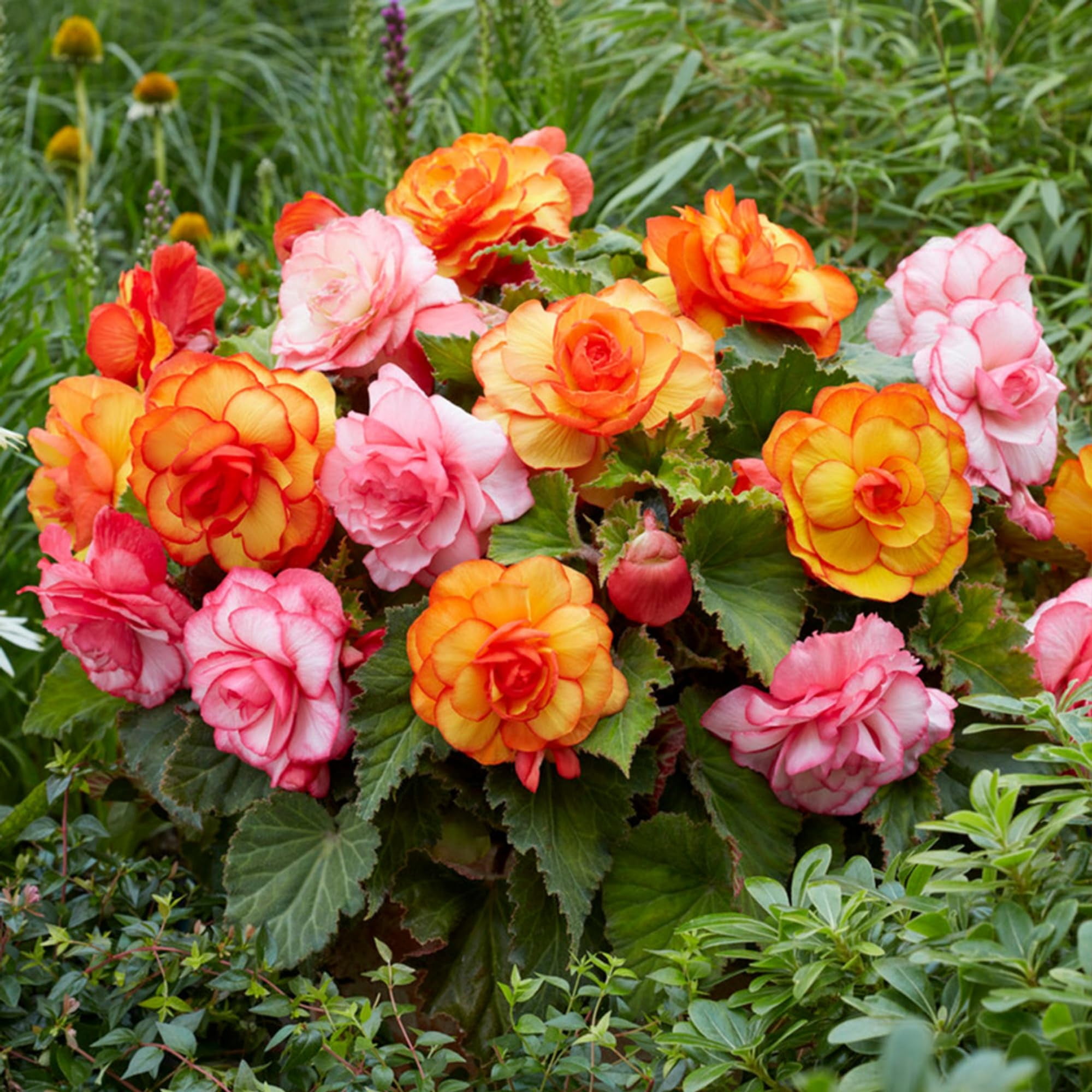 100+ Wax BegoniaITSC Seeds for Planting Perennial Large-Flowered Non ...