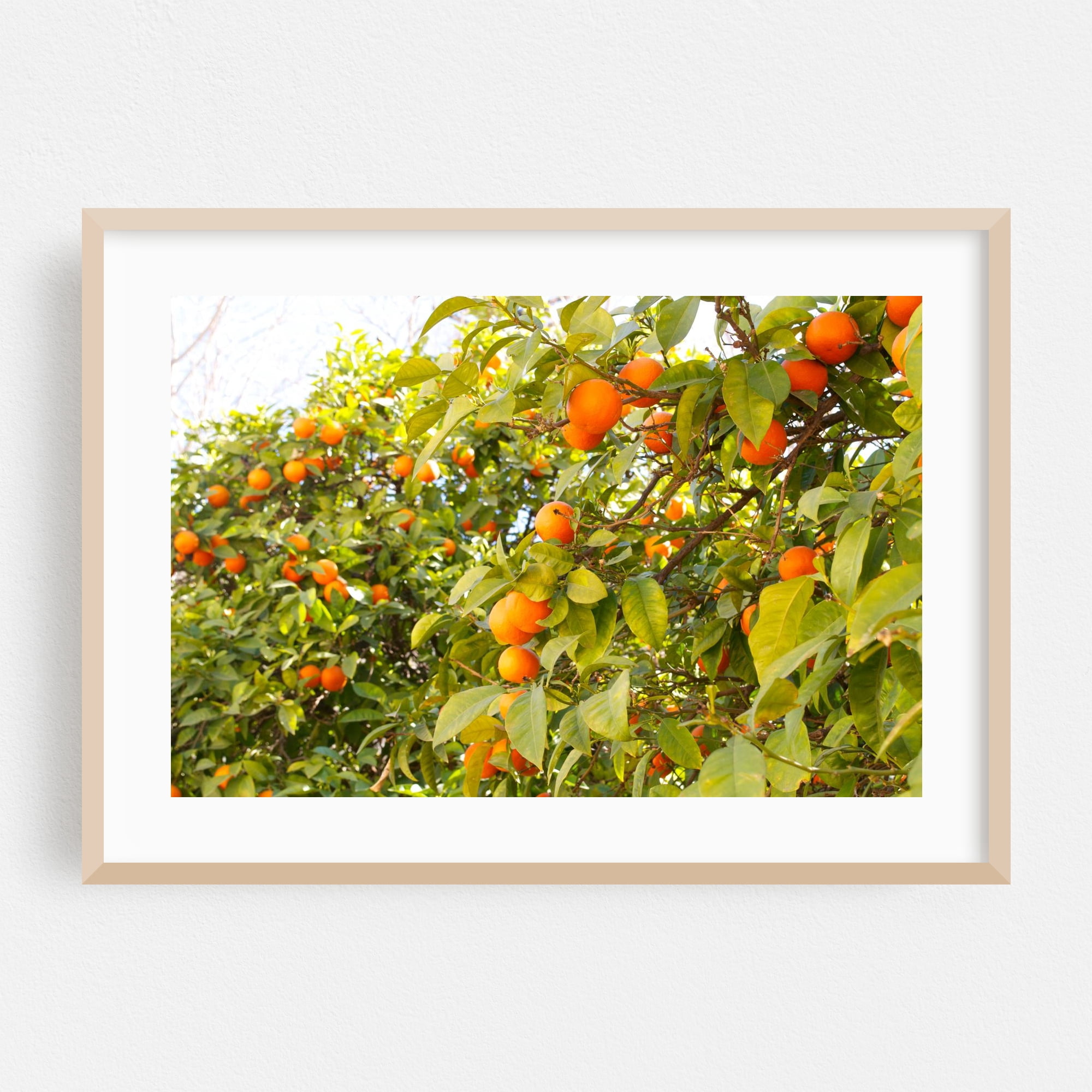 Fruits of Greece - Athens Greece Photography Fruit Garden Botanical ...