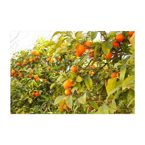 Fruits of Greece - Athens Greece Photography Fruit Garden Botanical ...