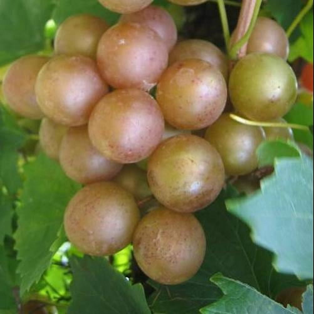 Fry Muscadine Vine Shrub|Fry Muscadines are a delicious grape variety ...