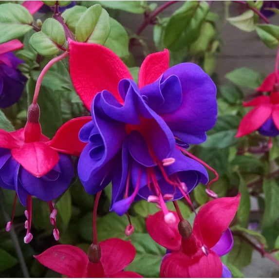 Fuchsia Dollar Princess Plug Plant 3 to 5 Inches Tall, Double Red ...