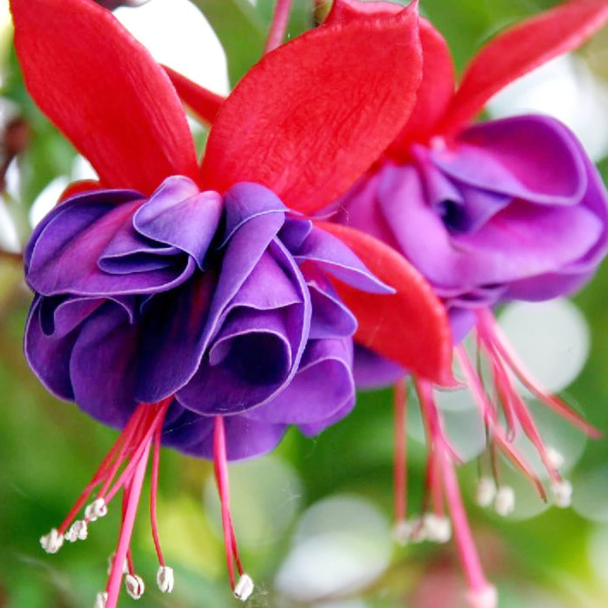 Fuchsia Seeds AnnualITSC Low Maintenance Attracts Hummingbirds Hanging ...