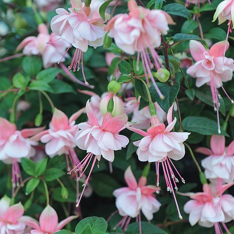 Fuchsia Southgate Plant Live for Planting, Hardy Fuchsia Flower Plant ...